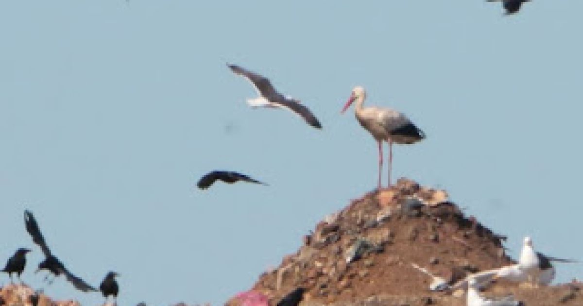 Lower Moor, Throckmorton & Wyre Piddle - Ramblers